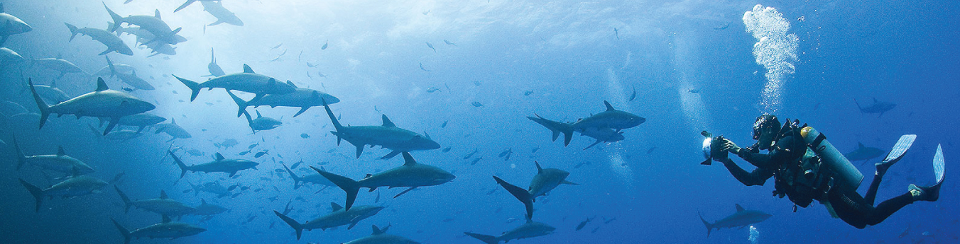 GALAPAGOS DIVING DAY TOURS - Enjoying Ecuador Travel